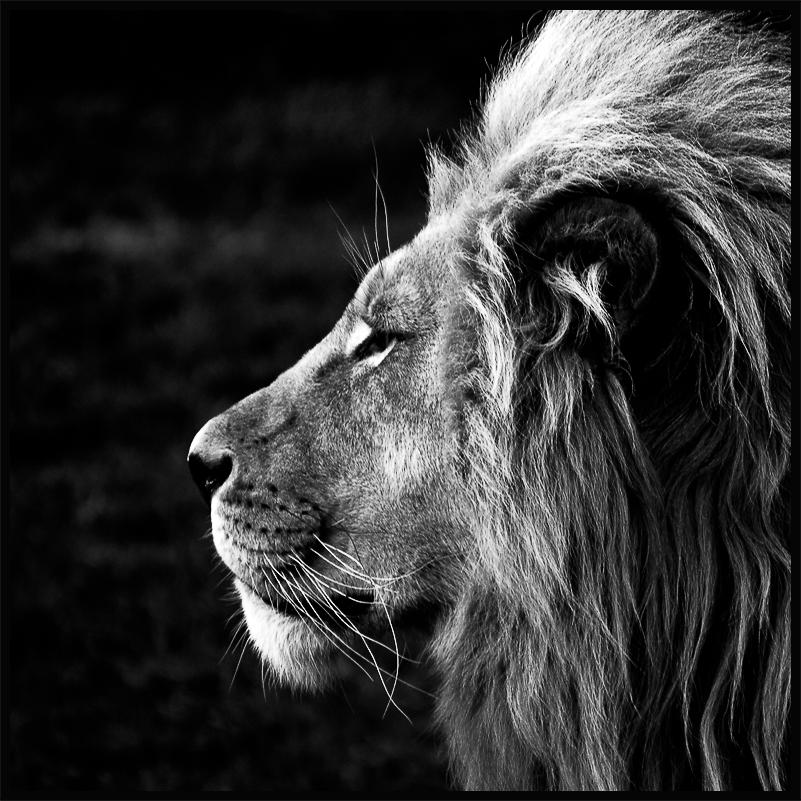 Lions: A Fascination of Biblical Proportions – The Random Musings of a ...
